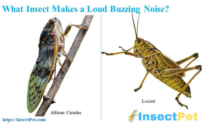 What Insect Makes a Loud Buzzing Noise