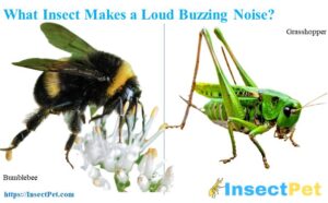 What Insect Makes a Loud Buzzing Noise
