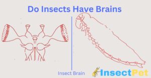 Do Insects have Brains - Insect Brain Anatomy