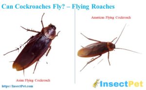 Can Cockroaches Fly - Facts of Flying Roaches