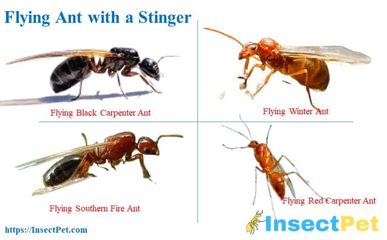 Flying Ant with a Stinger - Larger Black and Small Red Ants Sting