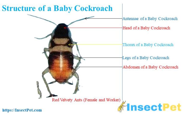 What do Baby Cockroaches Look Like
