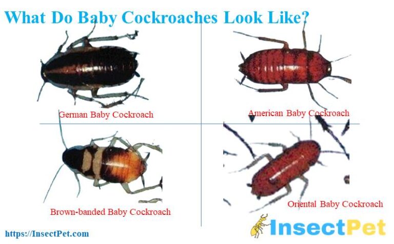 What do Baby Cockroaches Look Like