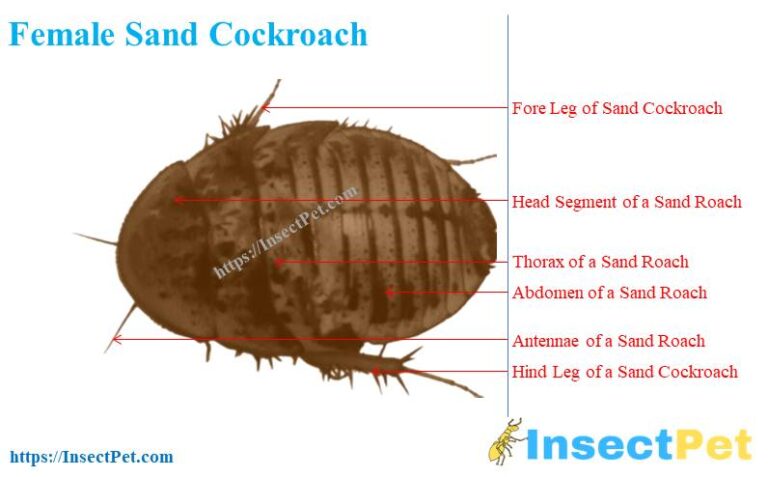 Sand Cockroach Facts - Male and Female Bolls Roaches with Pictures