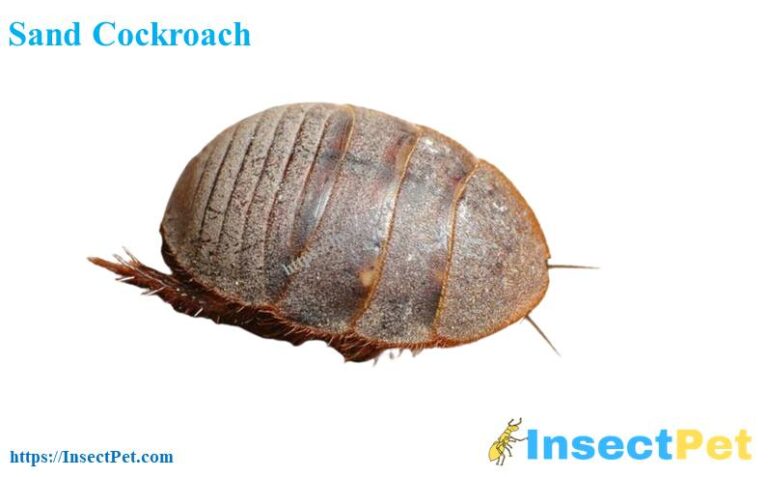 Sand Cockroach Facts - Male and Female Bolls Roaches with Pictures